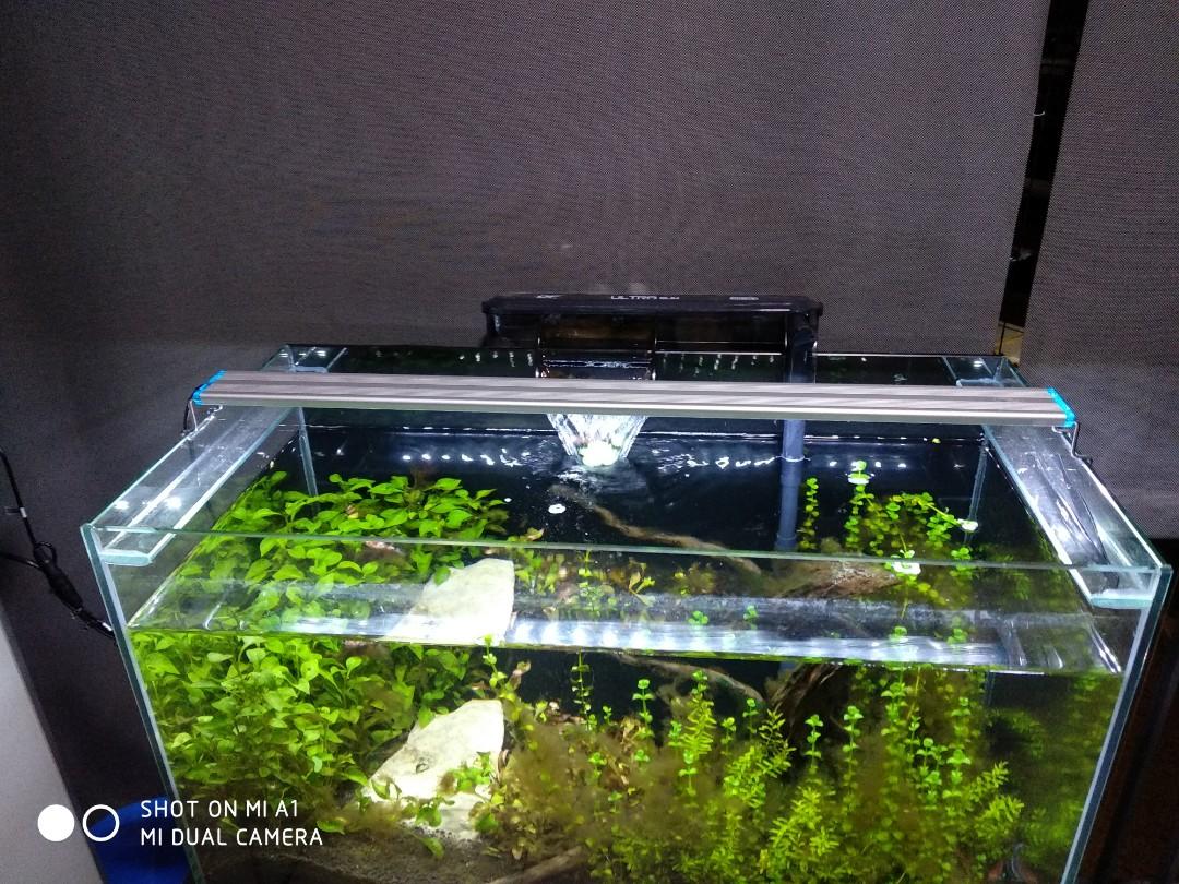 Fish tank complete set 2ft x 1ft x 1ft, Pet Supplies, Homes & Other Pet ...