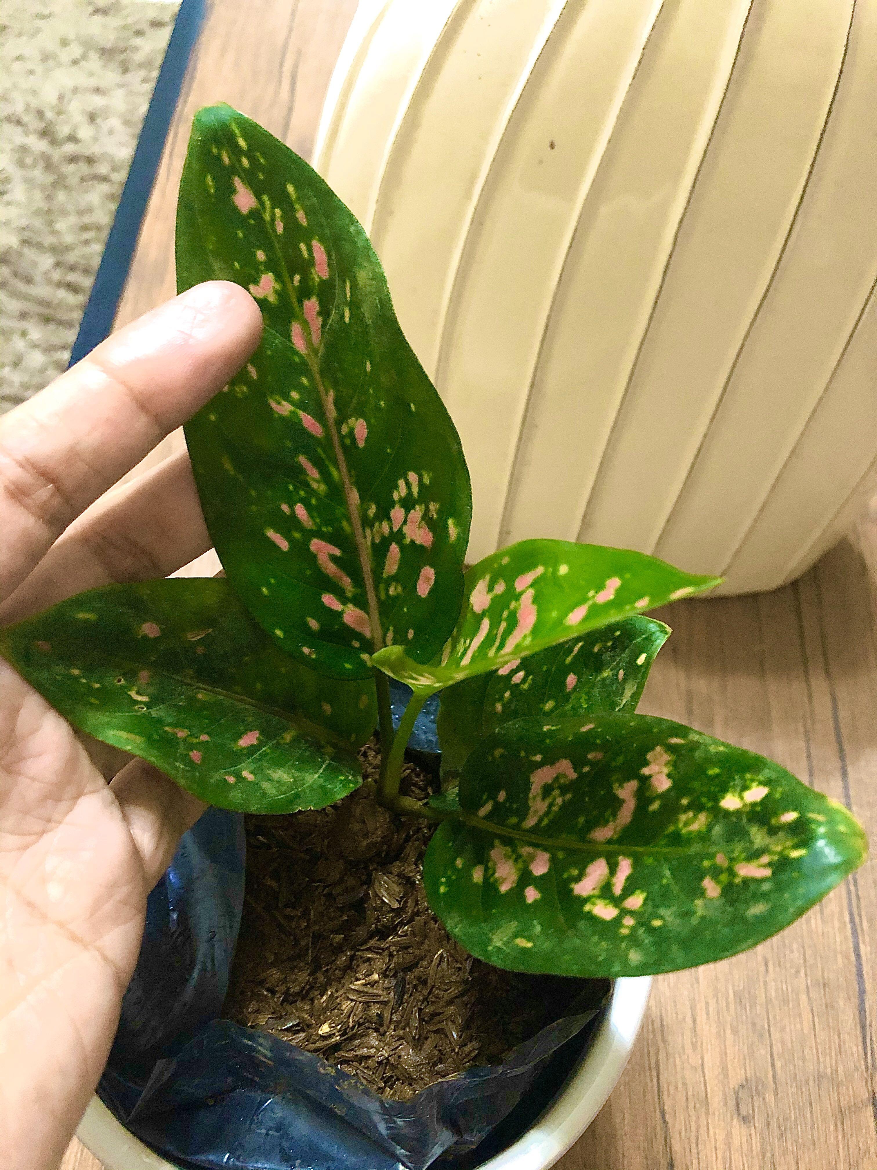 Pink Princess Aglaonema / Pink Dalmatian Aglaonema, Furniture & Home ...