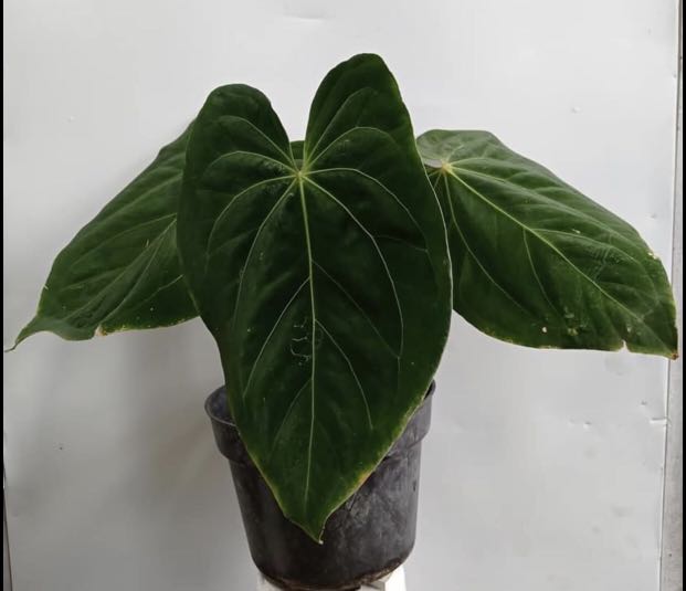 Anthurium papillilaminum x dark mama (dark form), Furniture & Home Living, Gardening, Plants ...