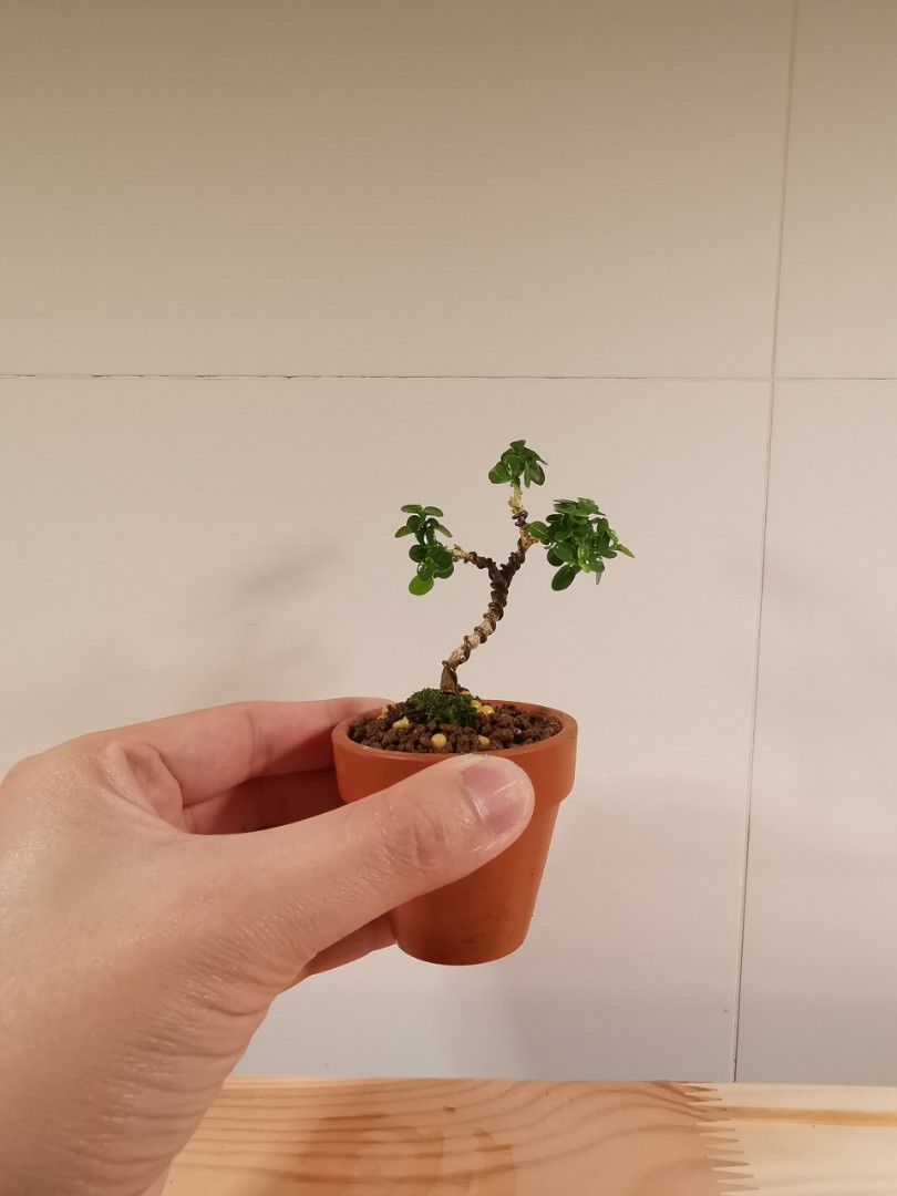 premna microphylla bonsai, Furniture & Home Living, Gardening, Plants ...