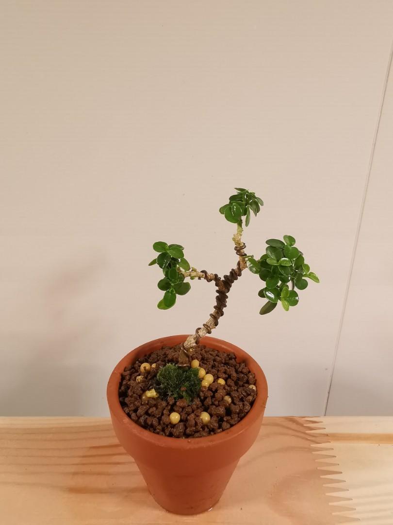 premna microphylla bonsai, Furniture & Home Living, Gardening, Plants ...