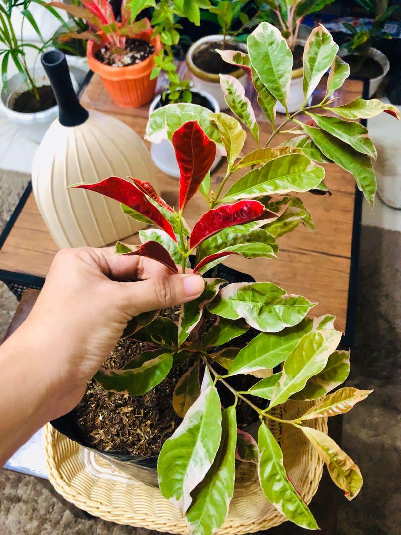 Chinese Croton Picara, Furniture & Home Living, Gardening, Plants ...