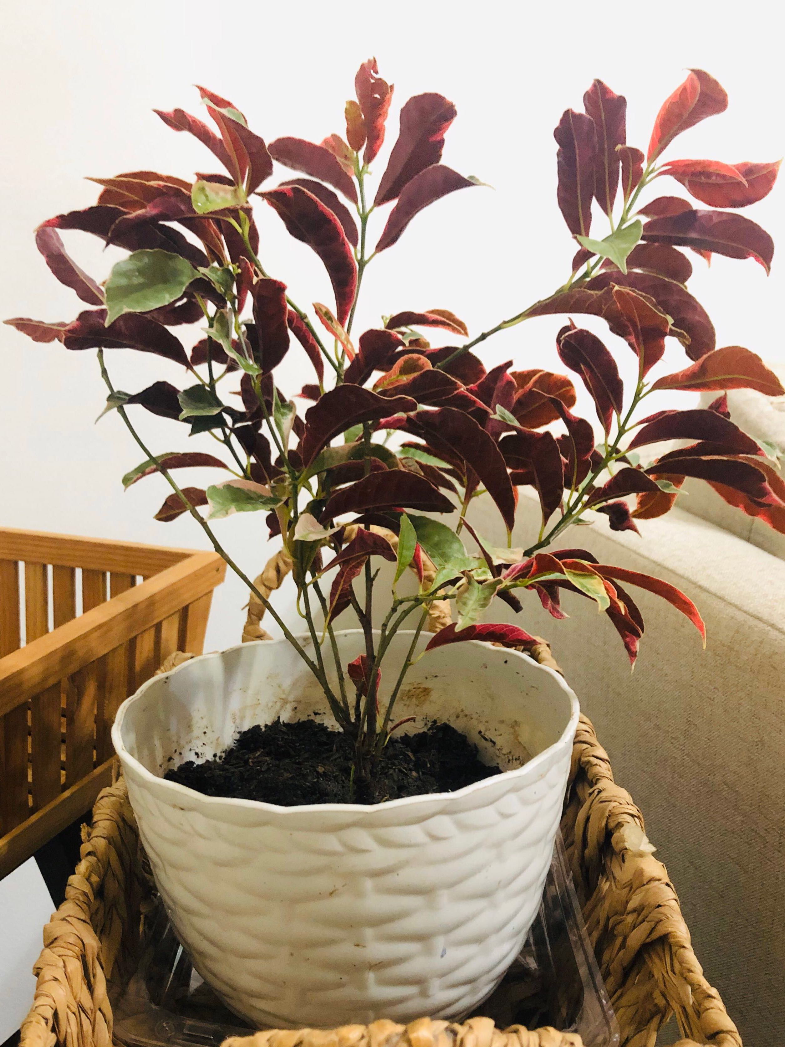 Chinese Croton Picara, Furniture & Home Living, Gardening, Plants ...