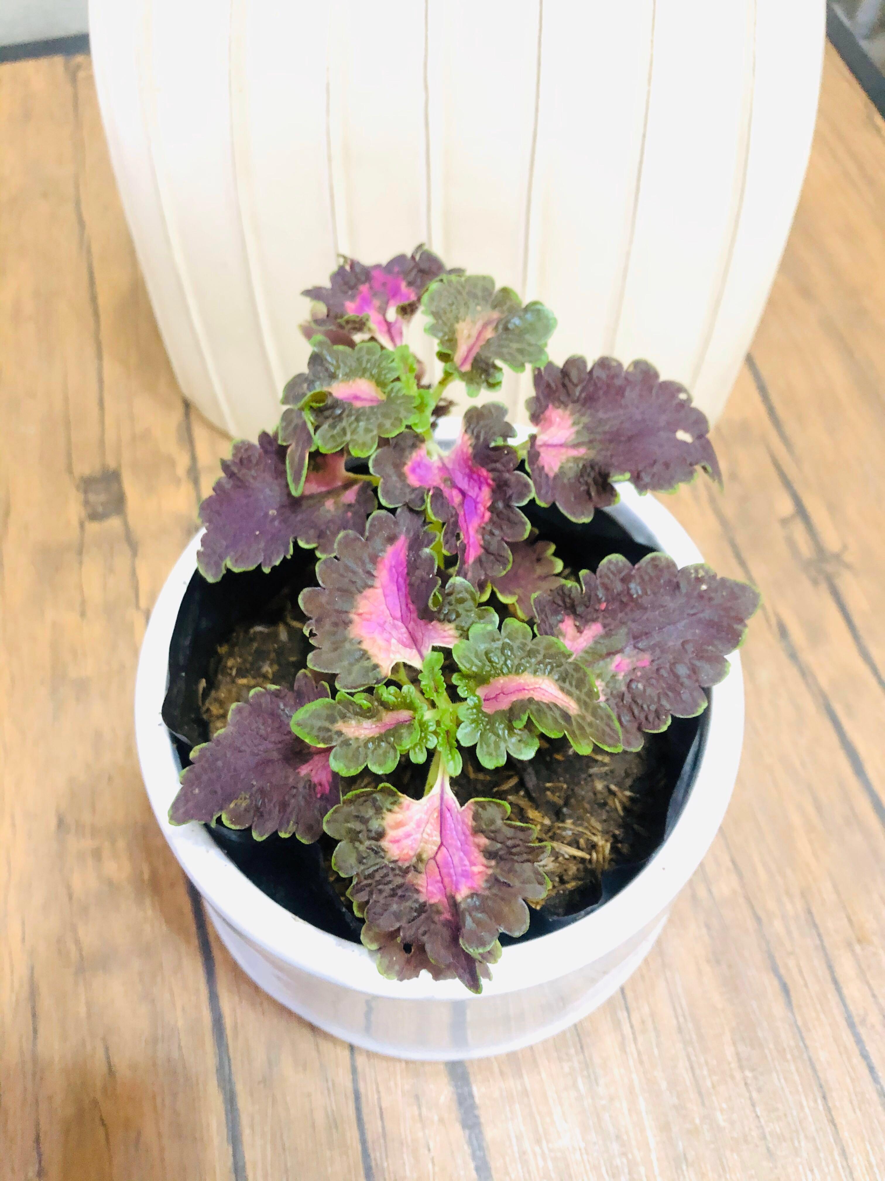 Purple & Pink Poodle Coleus/ Mayana Plant, Furniture & Home Living ...