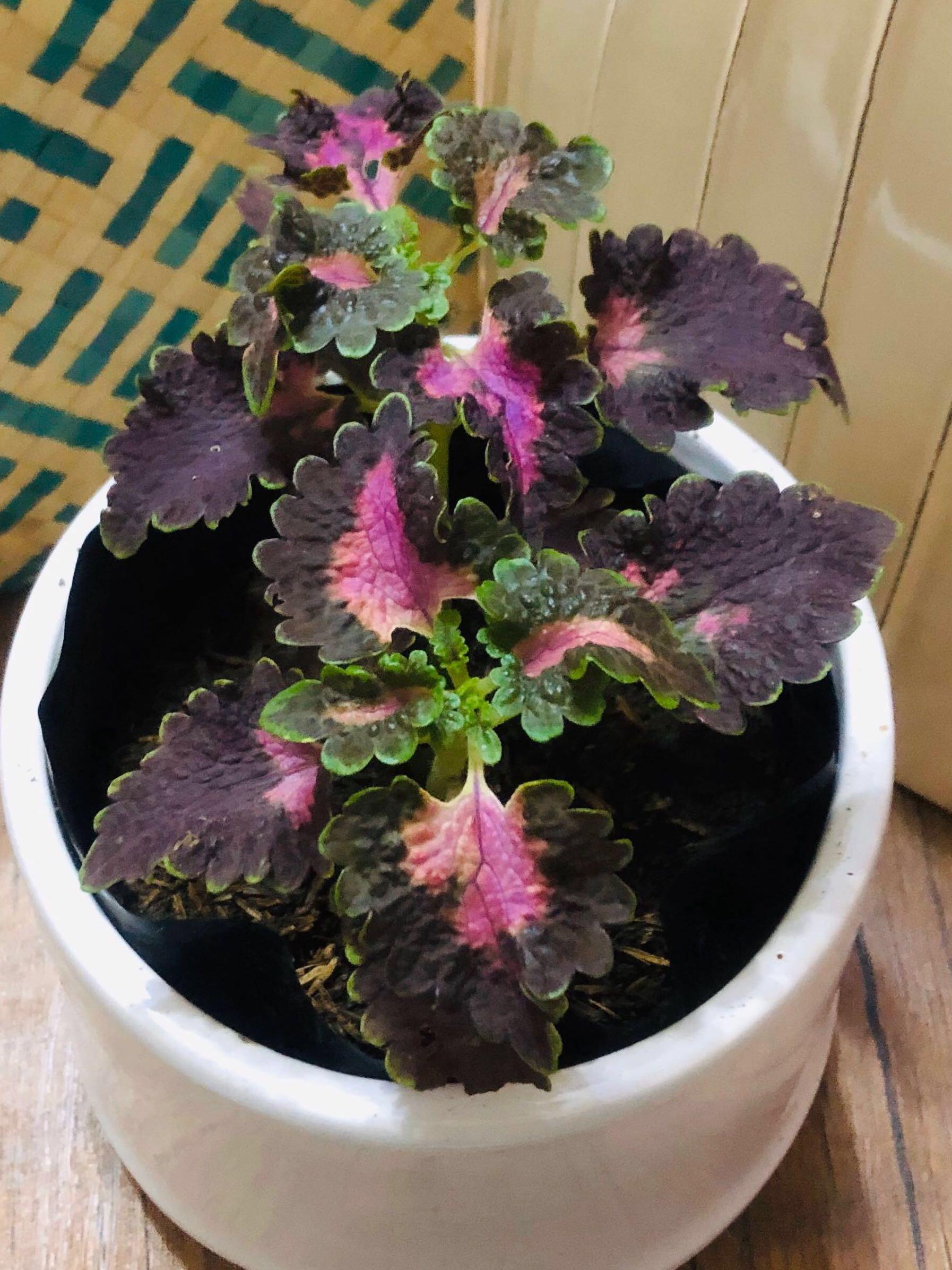 Purple & Pink Poodle Coleus/ Mayana Plant, Furniture & Home Living ...