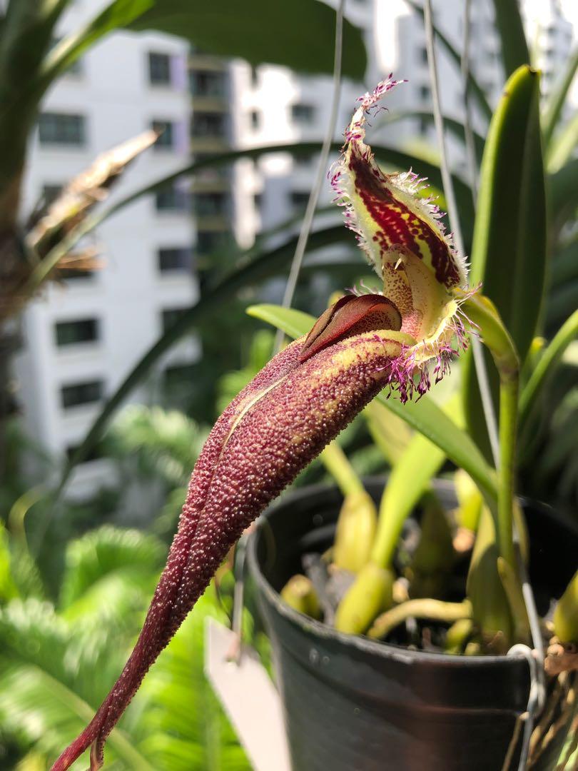 Rare alien orchid, Gardening, Plants on Carousell