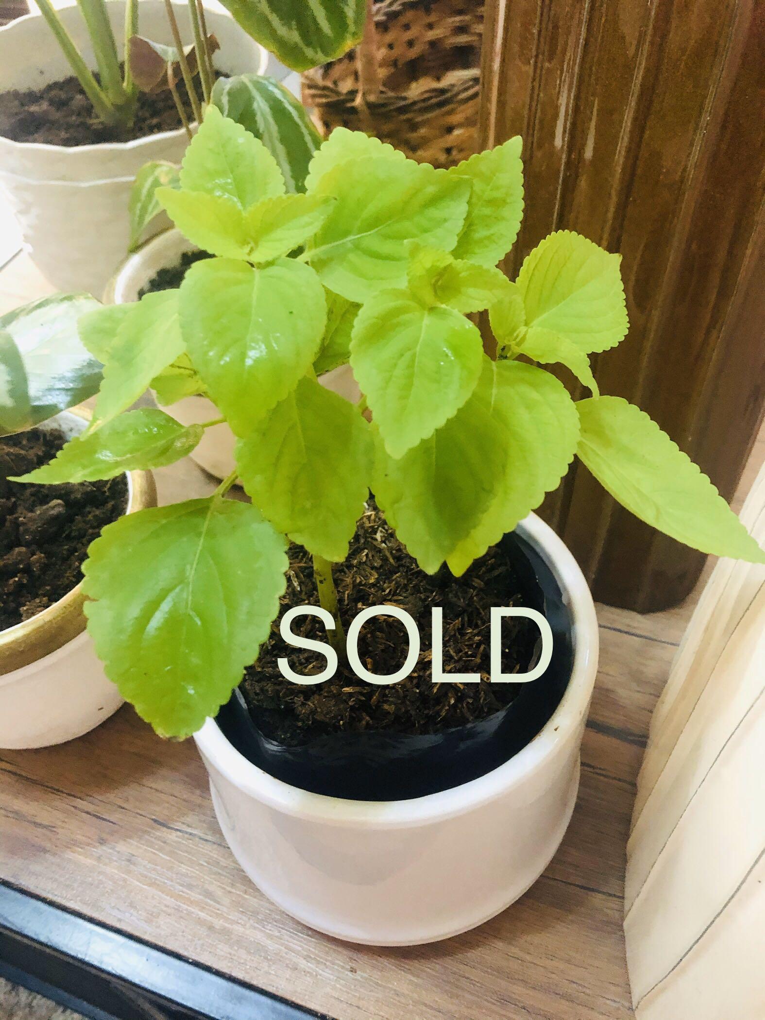 Versa Lime Coleus / Mayana, Furniture & Home Living, Gardening, Plants ...