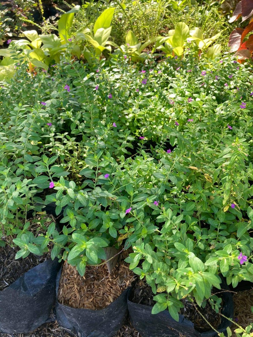 Kopeya, Furniture & Home Living, Gardening, Plants & Seeds on Carousell