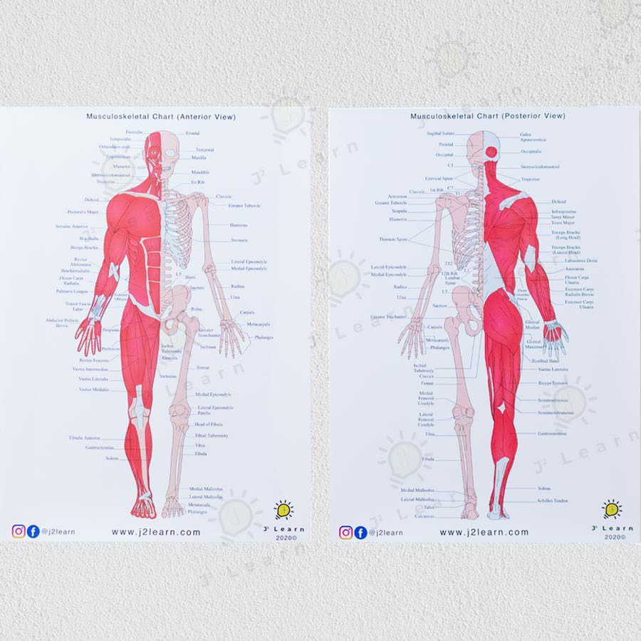 Laminated 2-in-1 Anatomy Chart Human Skeletal and Muscular System A3 ...