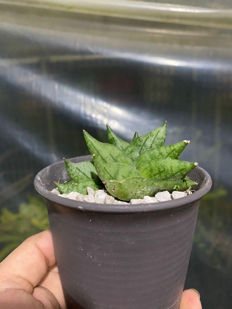 Sansevieria ‘Bonji’ boncel mini (cactus and succulent), Furniture ...