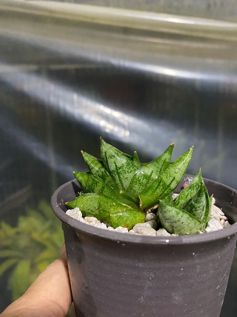 Sansevieria ‘Bonji’ boncel mini (cactus and succulent), Furniture ...