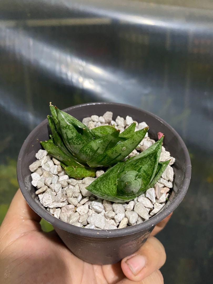 Sansevieria ‘Bonji’ boncel mini (cactus and succulent), Furniture ...