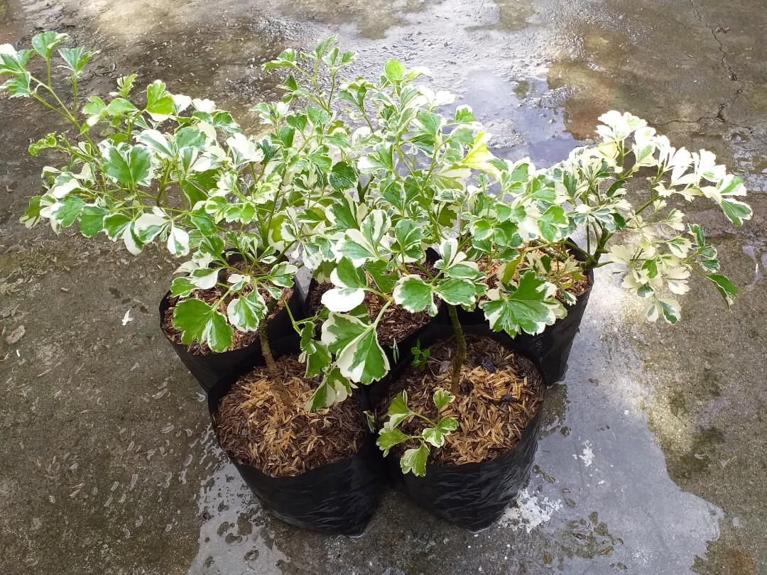 Ficus Triangularis Variegata (White Papua, Variegated Papua), Furniture ...