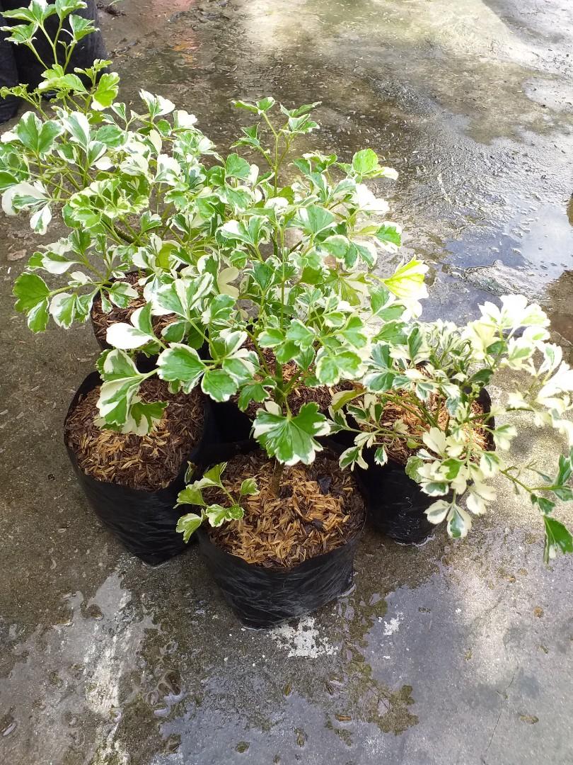 Ficus Triangularis Variegata (White Papua, Variegated Papua), Furniture ...