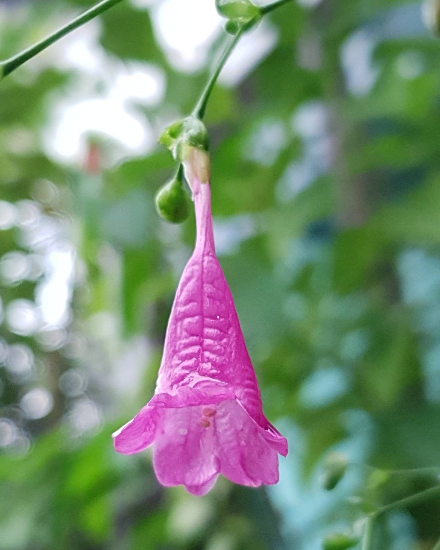 Chinese Rain Bell, Furniture & Home Living, Home Decor, Artificial ...