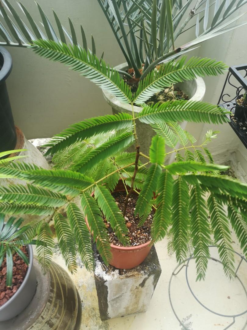 Everfresh Tree (Pithecellobium Confertum), Furniture & Home Living ...