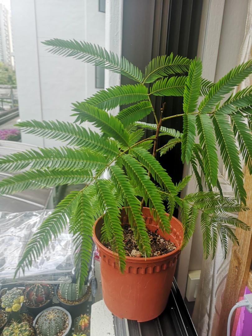 Everfresh Tree (Pithecellobium Confertum), Furniture & Home Living ...