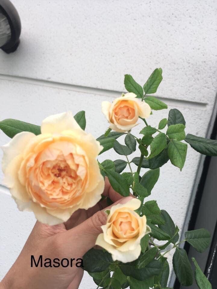 Japanese rose Masora, Furniture & Home Living, Home Decor, Artificial ...