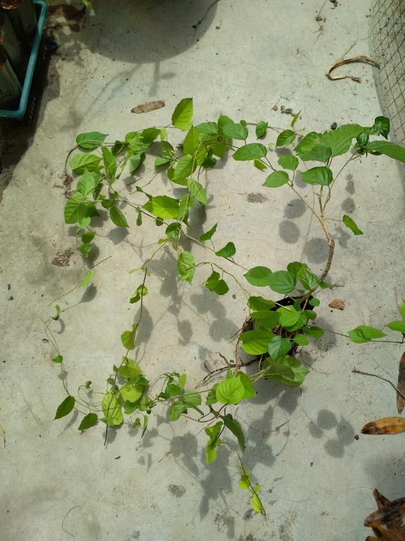 Pokok Bunga Wangi Snow Vine Porana Volubilis, Furniture & Home Living ...