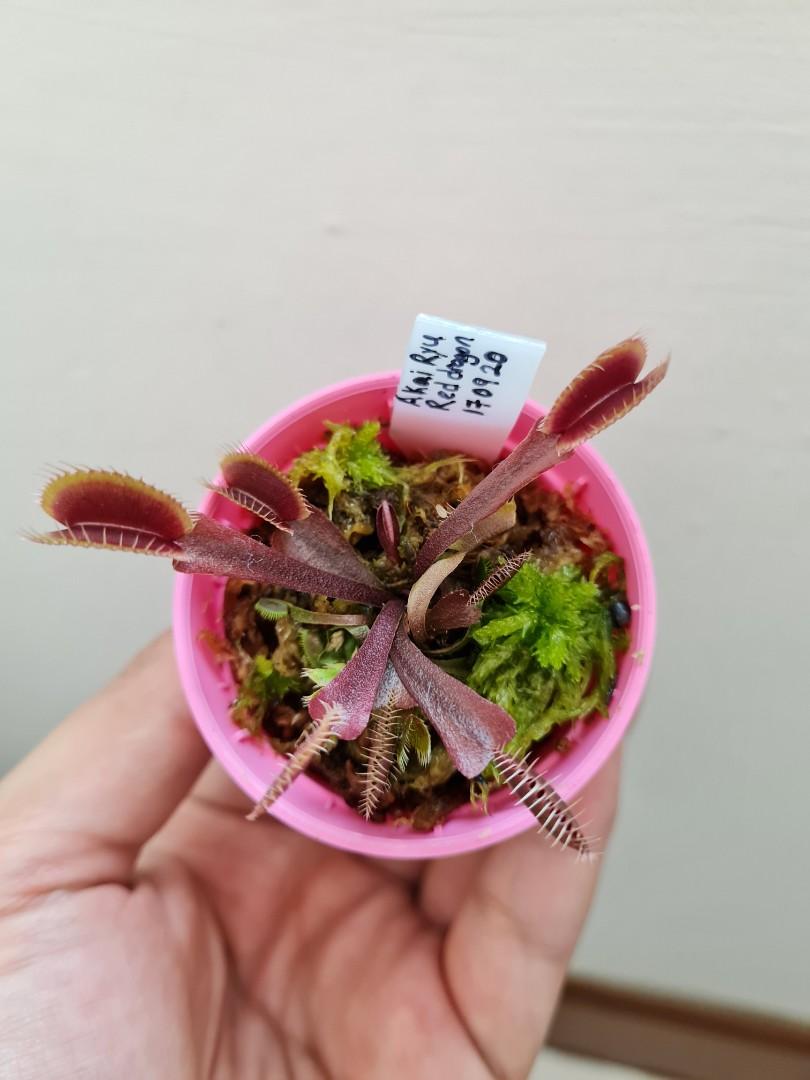 Singapore Bred 'Akai Ryu (Red Dragon) Venus Flytrap. 5cm Diameter Pot ...