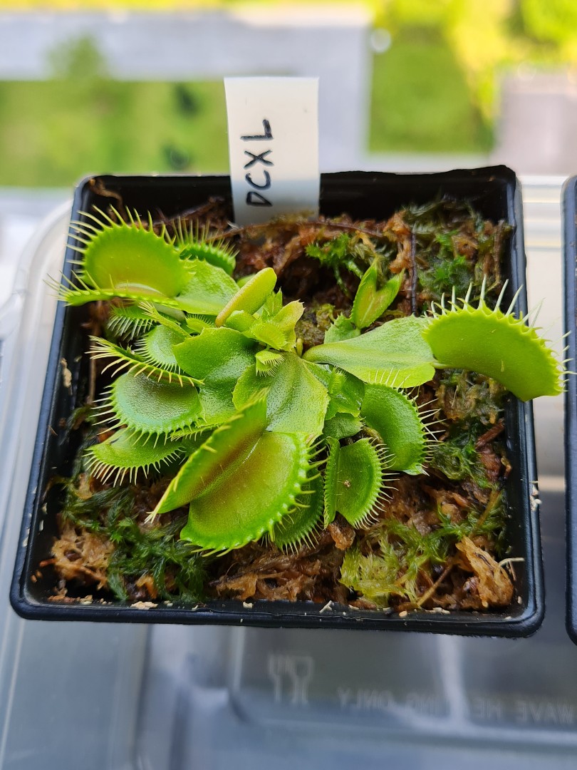 Singapore Bred World's Largest Trap Venus Flytrap Cultivar 'DCXL ...