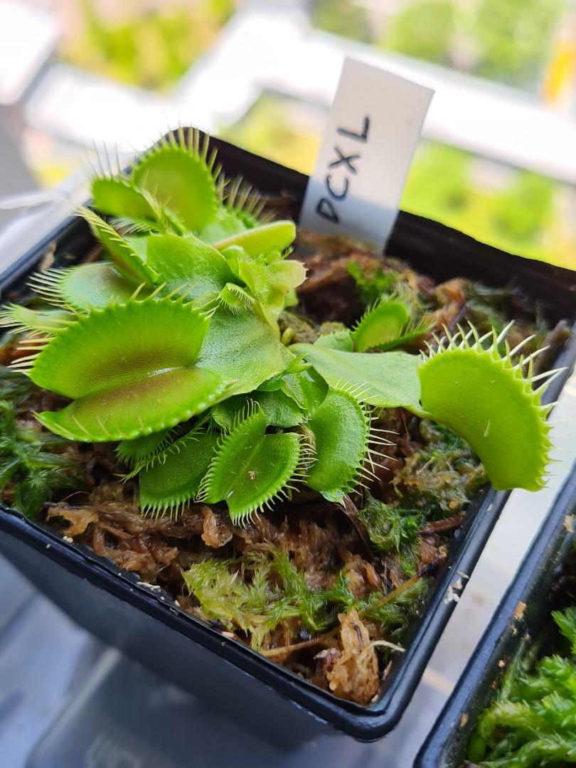 Singapore Bred World's Largest Trap Venus Flytrap Cultivar 'DCXL ...