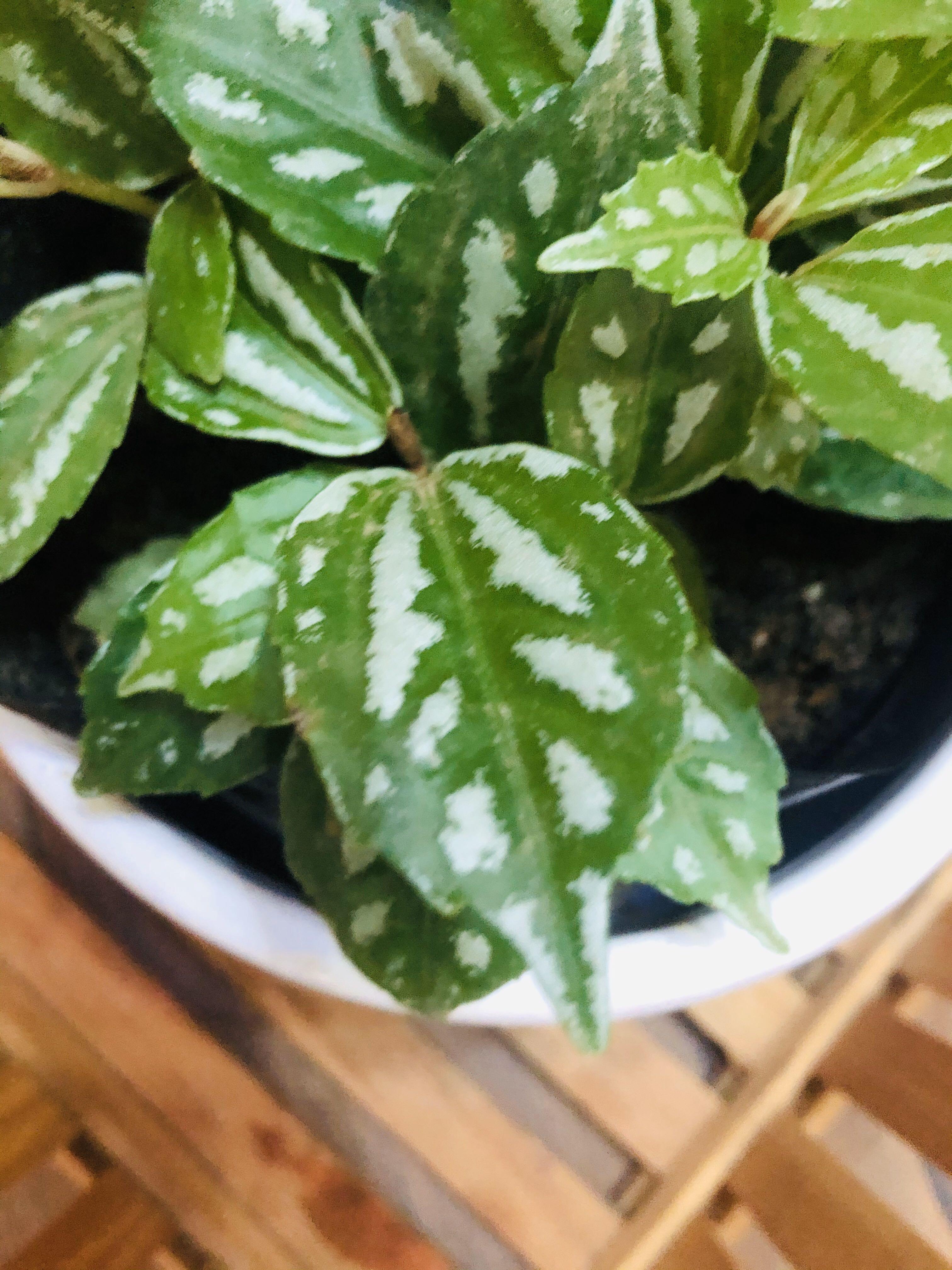 Watermelon Pilea, Furniture & Home Living, Gardening, Plants & Seeds on ...