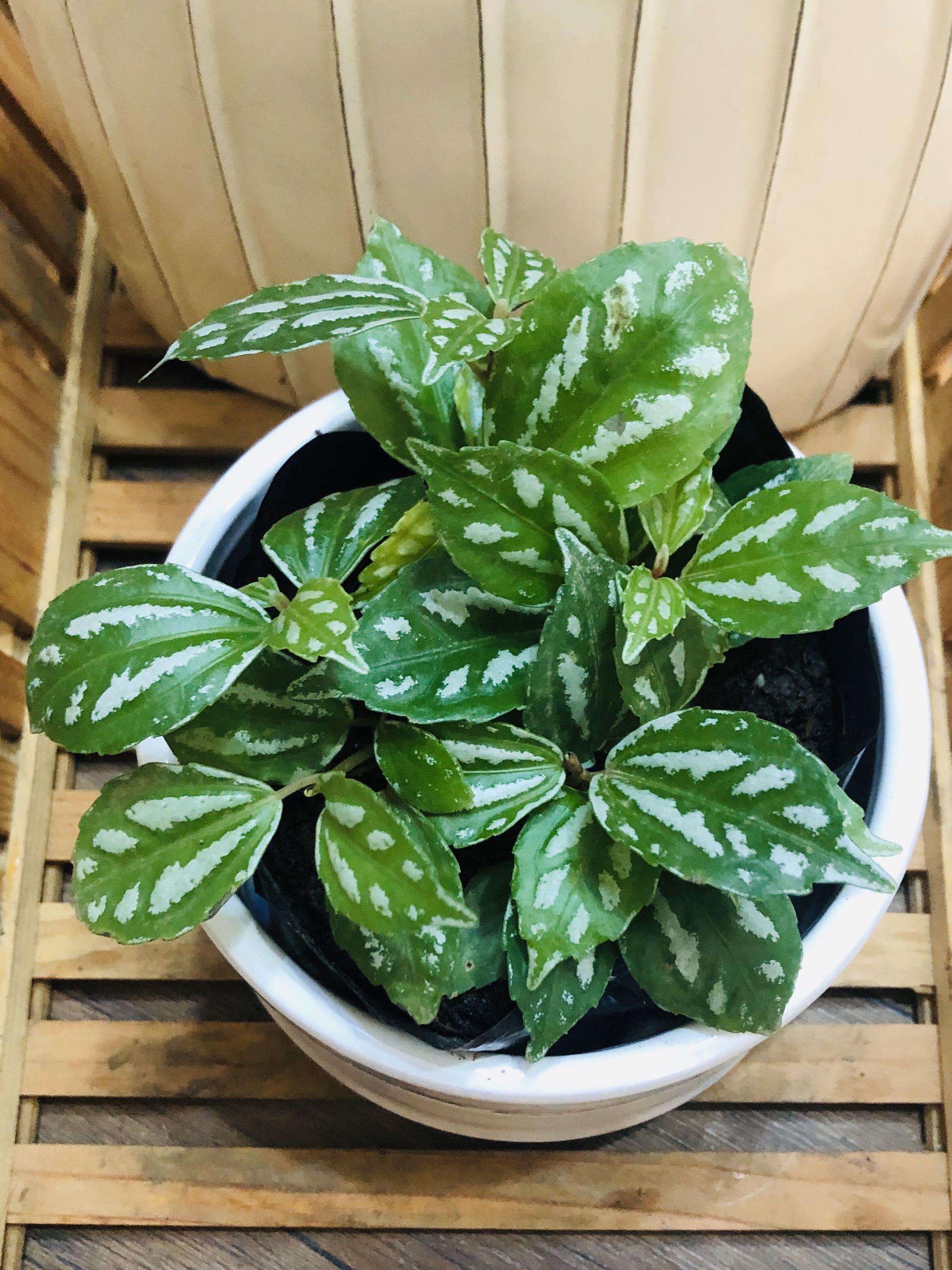 Watermelon Pilea, Furniture & Home Living, Gardening, Plants & Seeds on ...