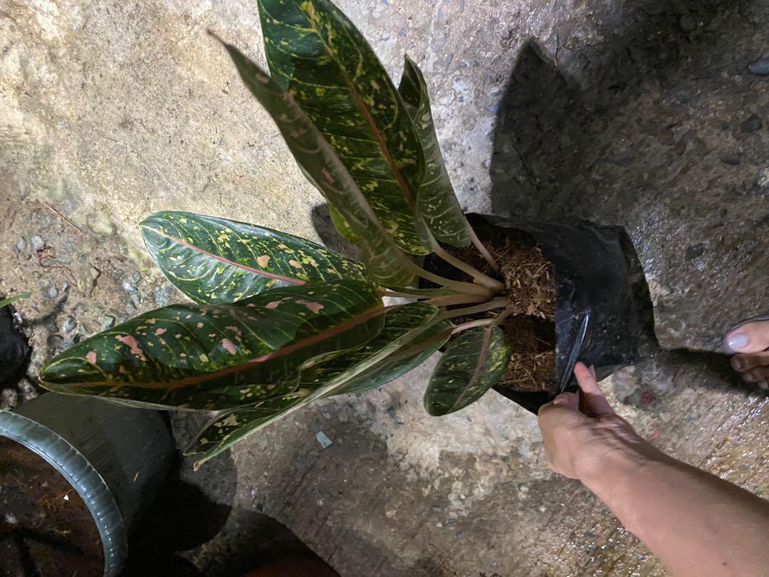 aglaonema donya carmen, Furniture & Home Living, Gardening, Plants ...