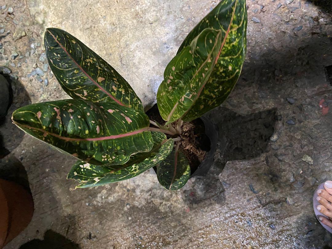 aglaonema donya carmen, Furniture & Home Living, Gardening, Plants ...