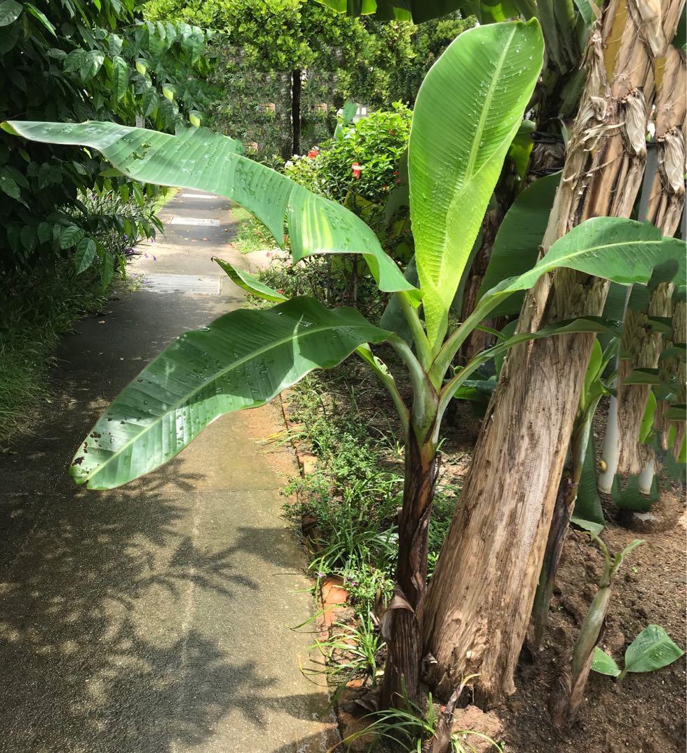 Banana Plant Pisang Raja about 2.5ft , no chemicals ., Furniture & Home ...