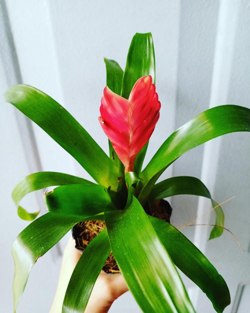 Mini Bromeliad Christiane and Guzmani, Furniture & Home Living ...
