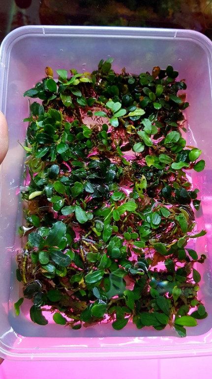Bucephalandra Mini Boyan, Pet Supplies, For Fish, Fish Tank Accessories ...