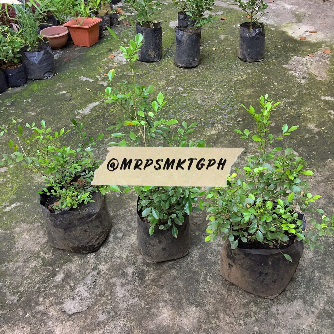 Kamuning Plant (scented flowers), Furniture & Home Living, Gardening ...