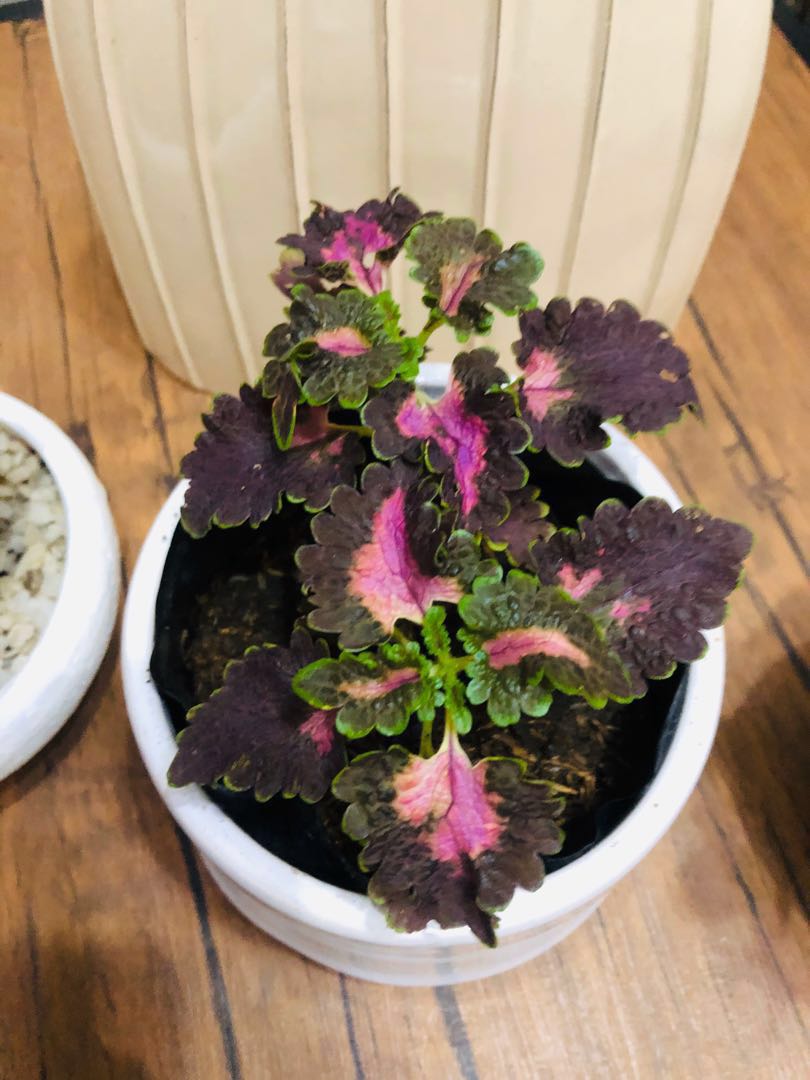 Purple & Pink Poodle Coleus/ Mayana Plant, Furniture & Home Living ...