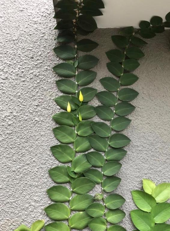 Rhaphidophora Hayi (shingle vine), Furniture & Home Living, Gardening ...