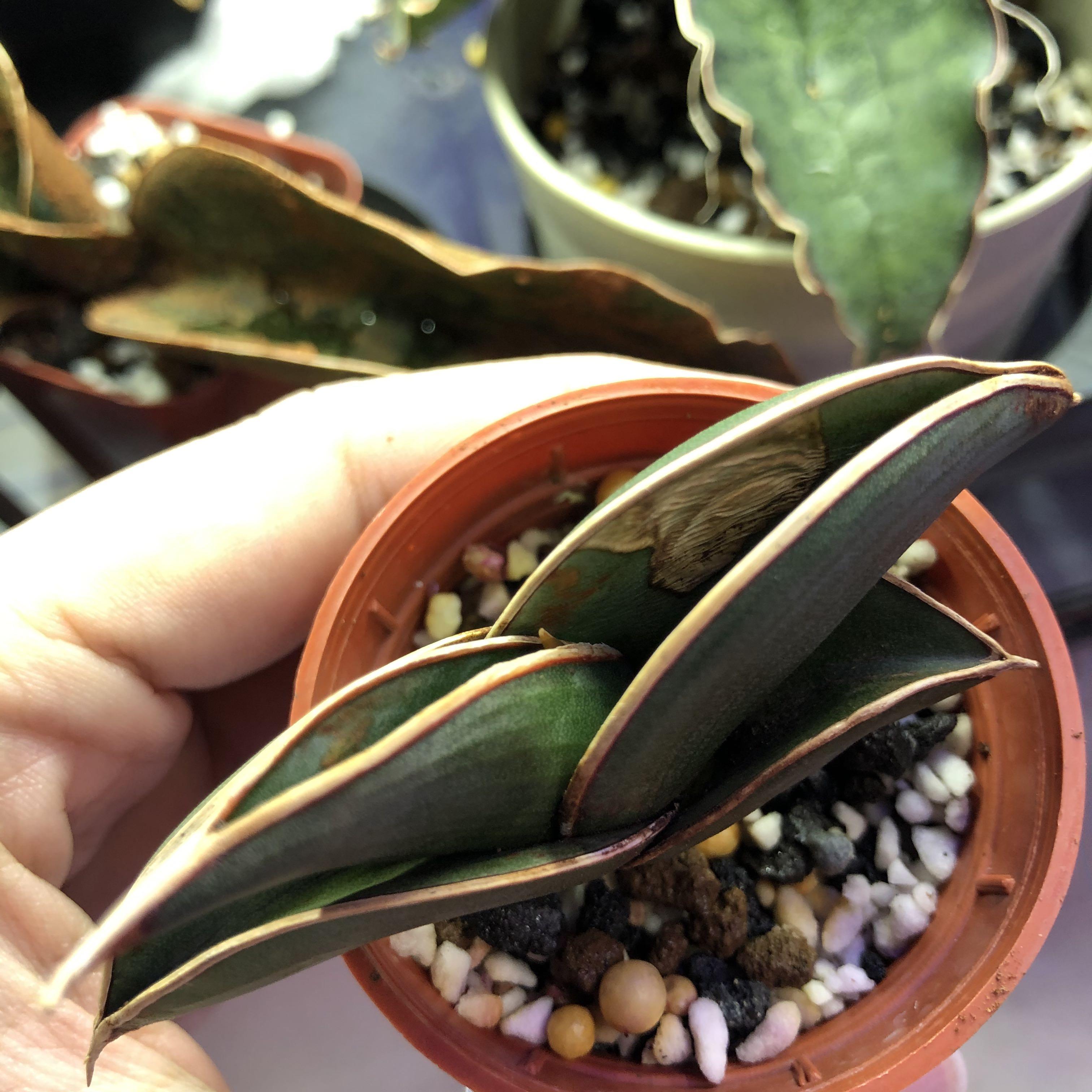 Sansevieria Rorida Snake Plant, Furniture & Home Living, Gardening ...