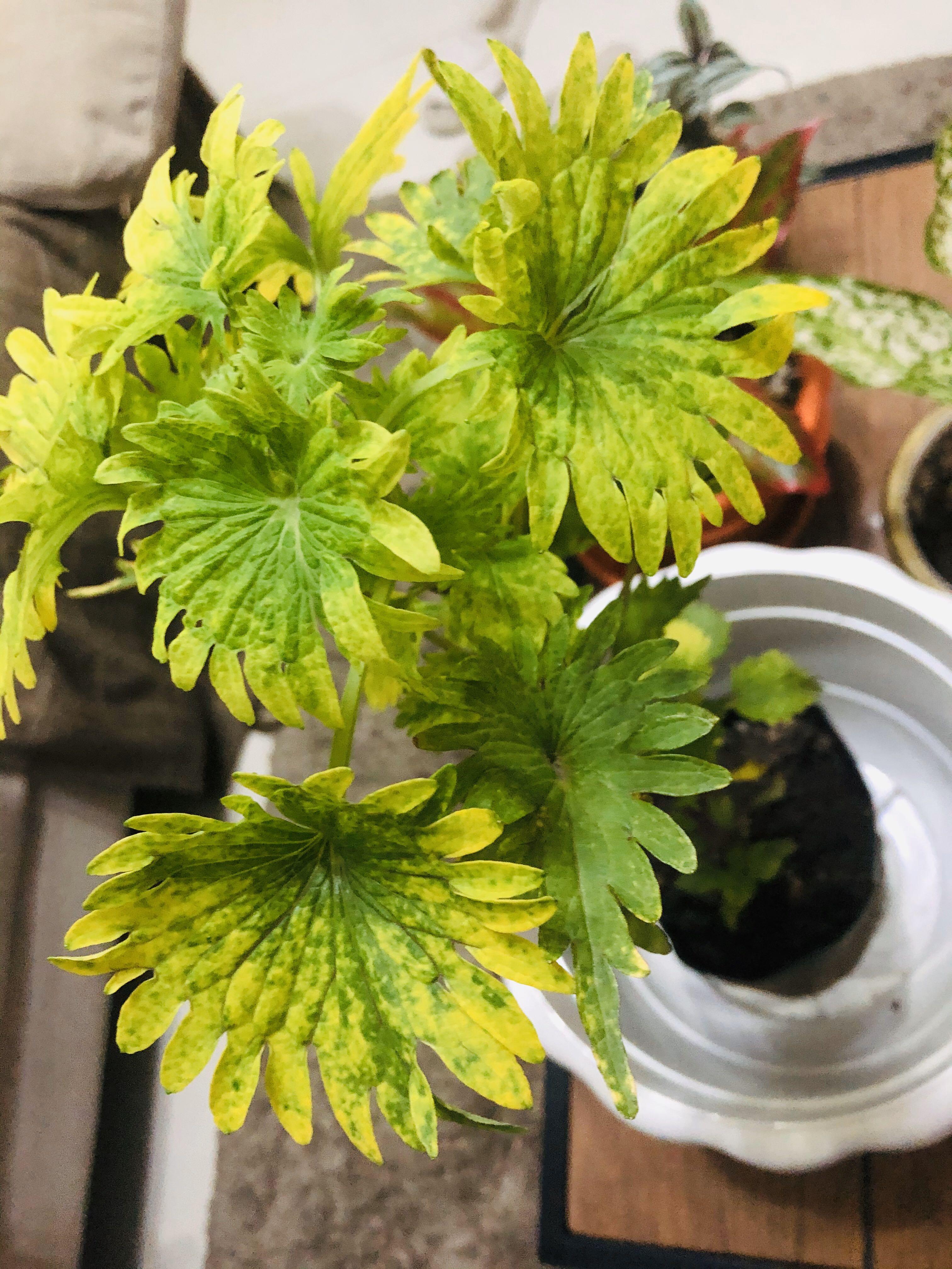 Diane’s Gold Coleus / Mayana Plant, Furniture & Home Living, Gardening ...