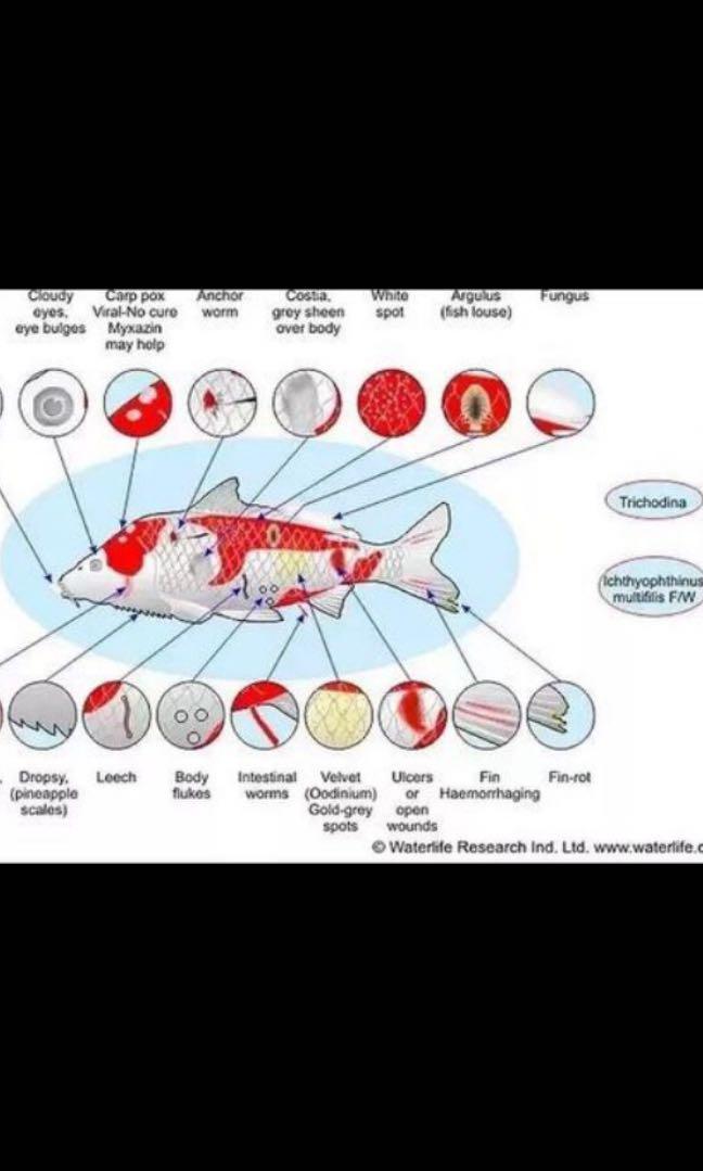 Oxytetracycline (starter pack of yellow powder) for fish diseases fish ...