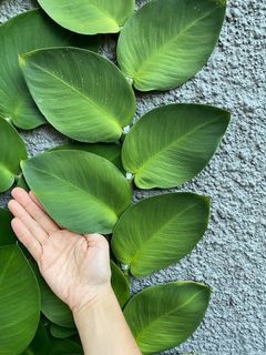 Rhaphidophora Hayi (shingle vine), Furniture & Home Living, Gardening ...