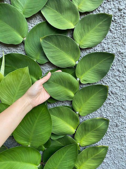Rhaphidophora Hayi (shingle vine), Furniture & Home Living, Gardening ...