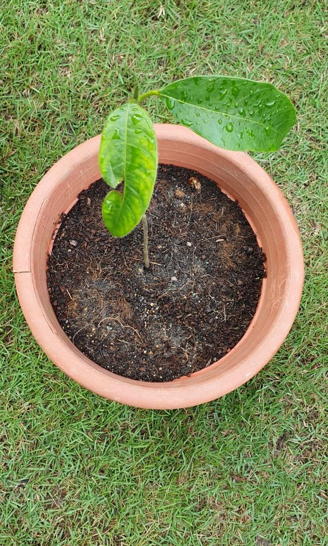 Chempedak plant, Furniture & Home Living, Gardening, Plants & Seeds on ...