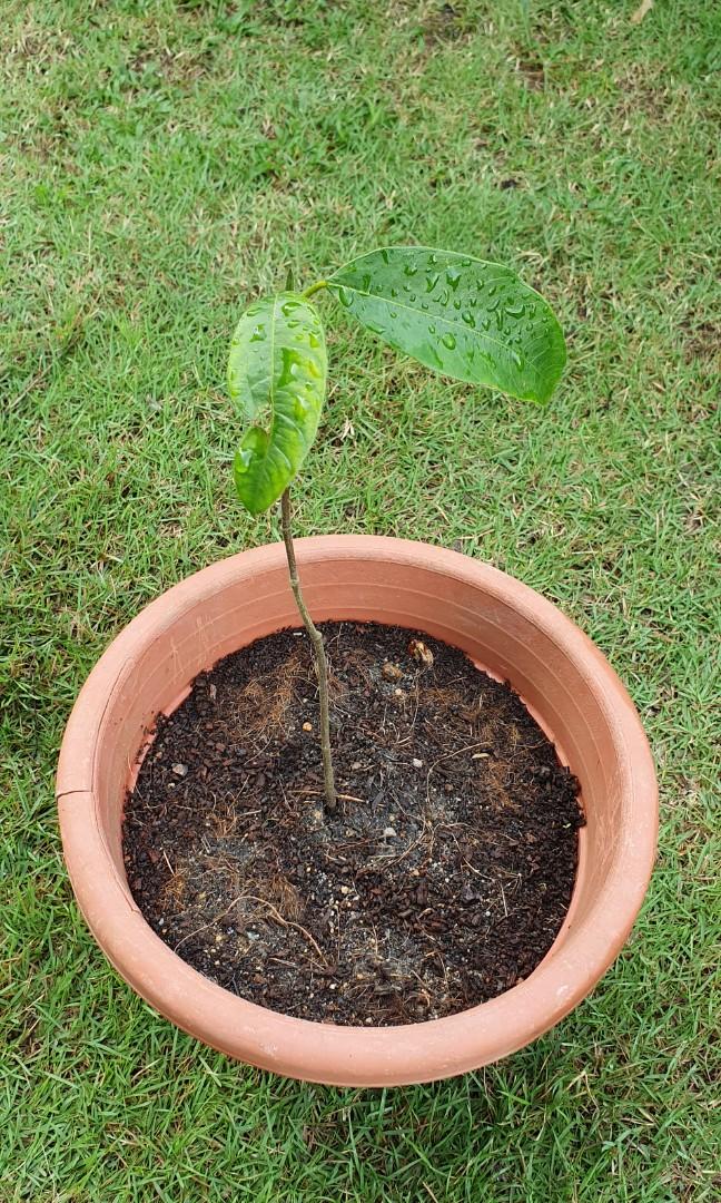 Chempedak plant, Furniture & Home Living, Gardening, Plants & Seeds on ...