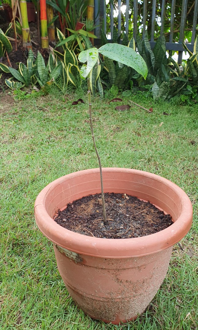 Chempedak plant, Furniture & Home Living, Gardening, Plants & Seeds on ...