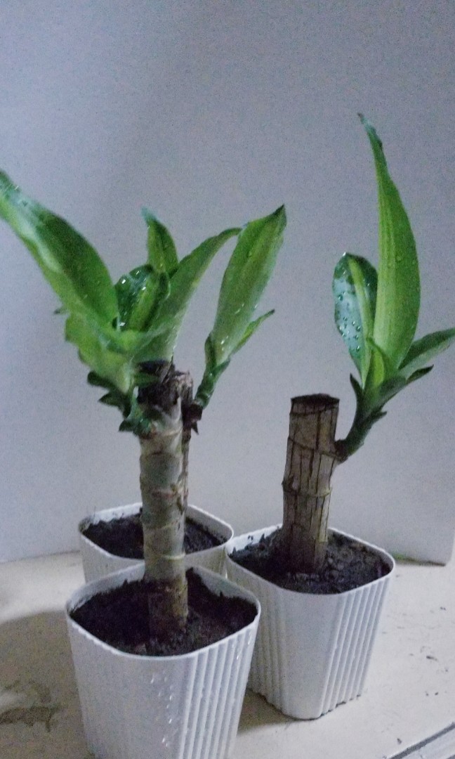 Fortune plant lucky plants money plants indoors air purifier, Furniture ...