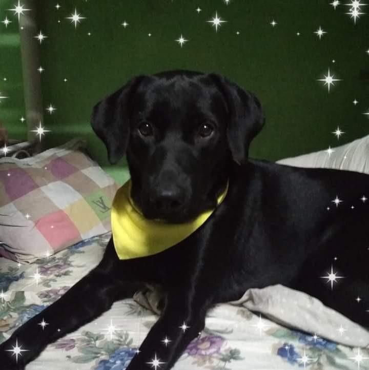 PURE LABRADOR X HALF LABRADOR PUPPY, Pet Supplies, Homes & Other Pet ...