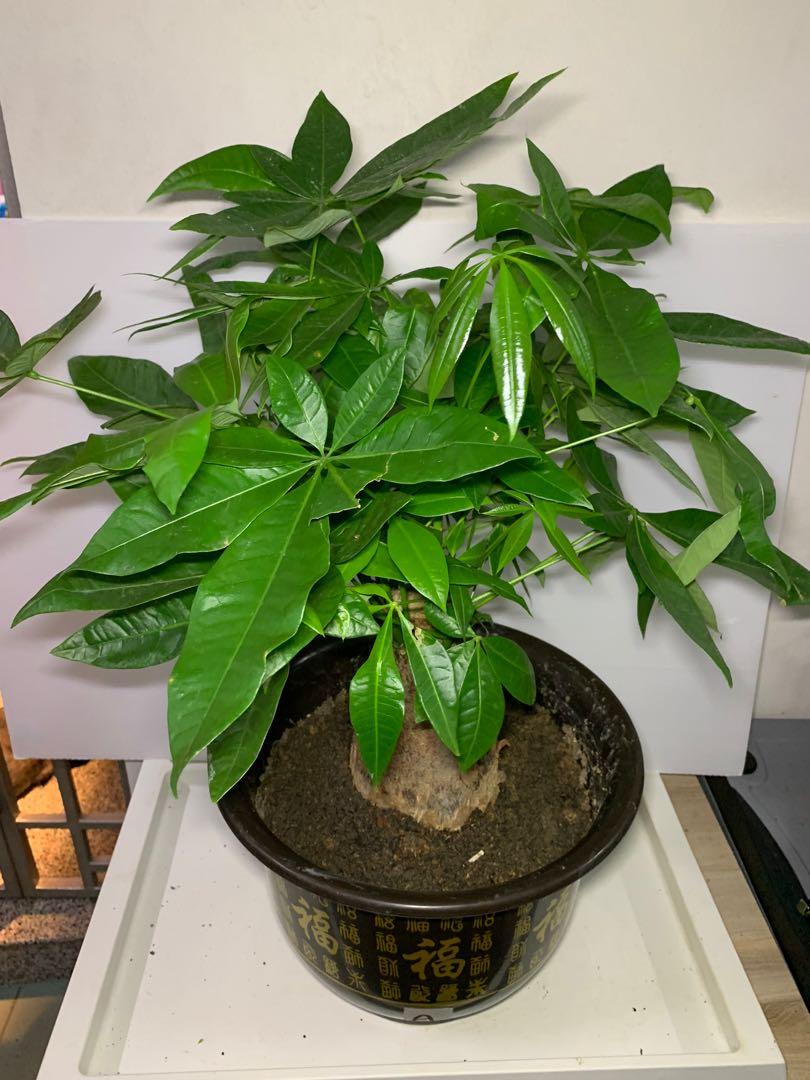 (Foliar) Big Head Money Tree / Fortune Tree / Pachira Aquatica / 发财树 ...