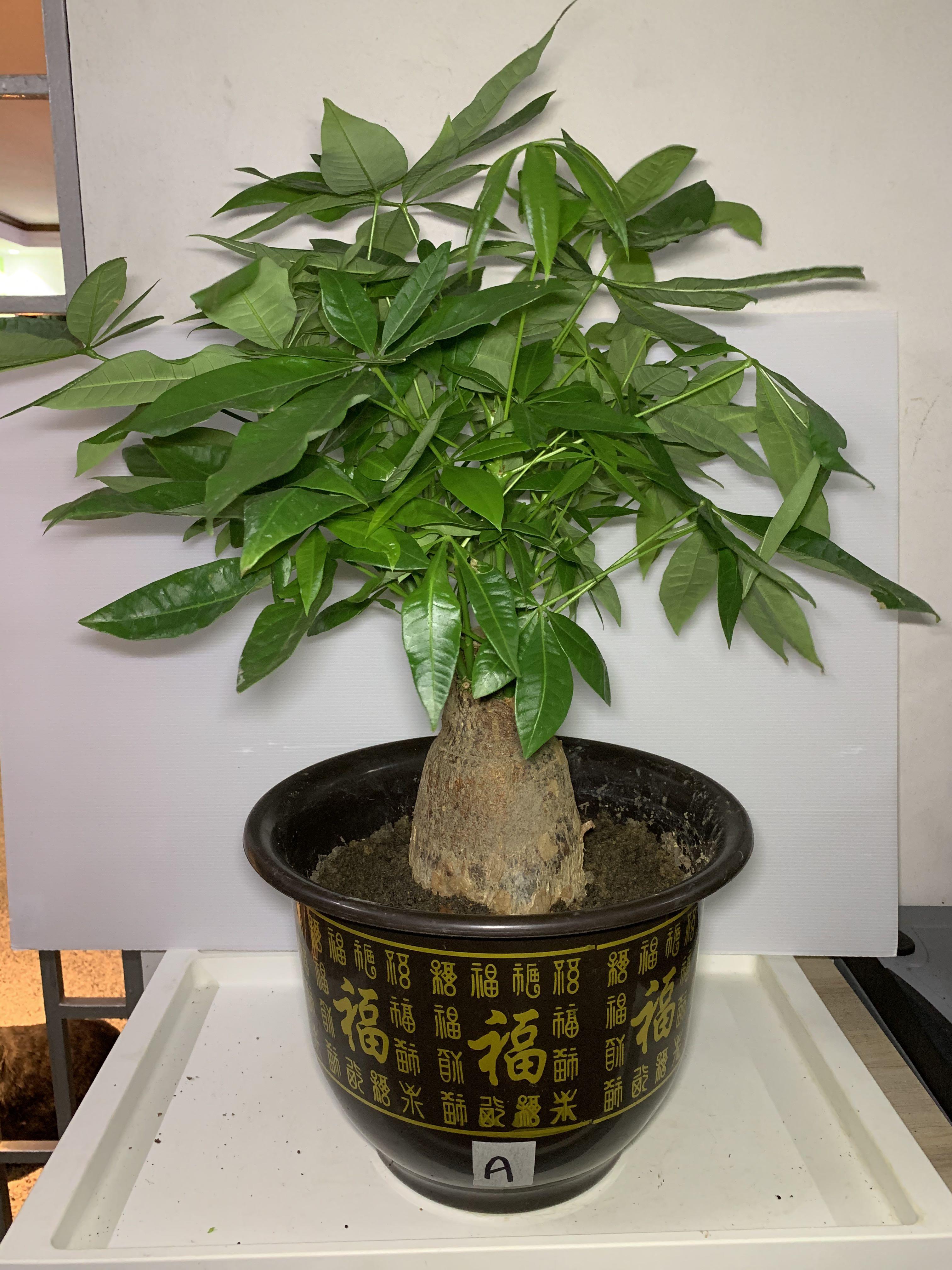 (Foliar) Big Head Money Tree / Fortune Tree / Pachira Aquatica / 发财树 ...