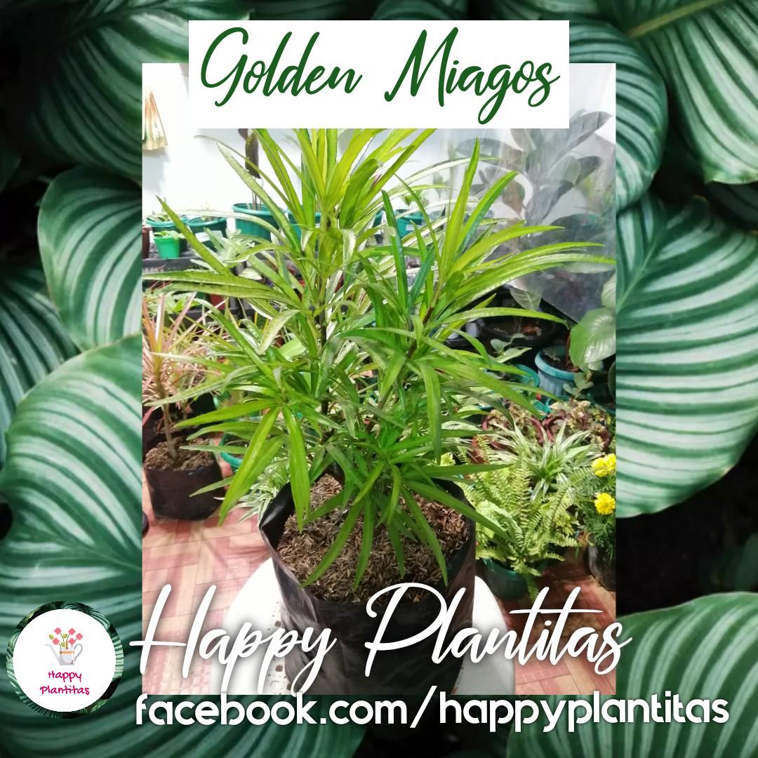Golden Miagos, Furniture & Home Living, Gardening, Plants & Seeds on ...