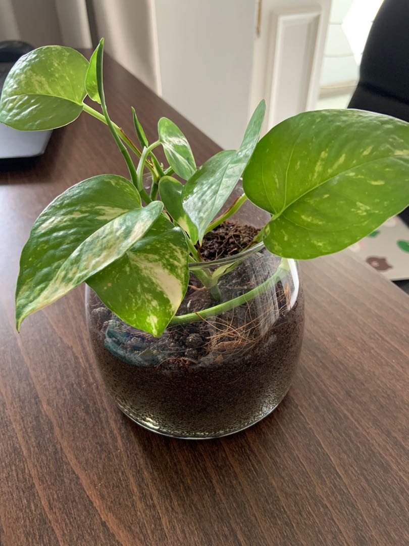 Little Plant, Furniture & Home Living, Gardening, Plants & Seeds on ...